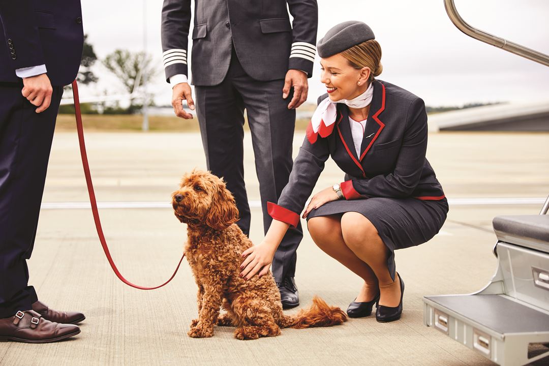 VistaPet: Pet Friendly Private Jet Charter | Private Jets For Dogs ...